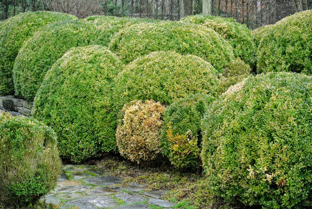 Caring for the Boxwood at My Farm - The Martha Stewart Blog