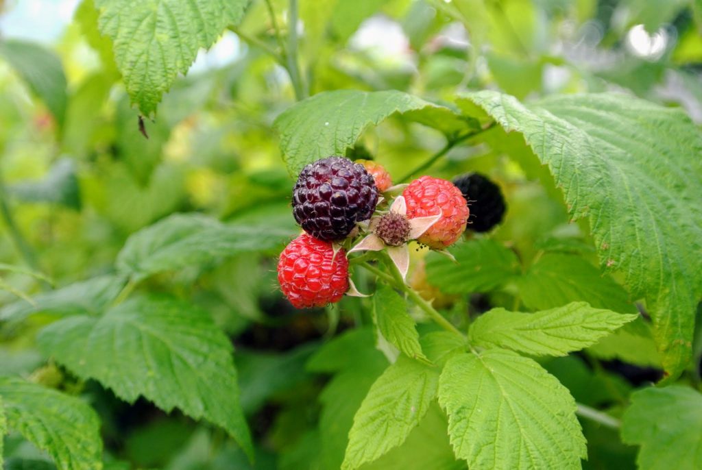Picking the Season's Raspberries at My Farm - The Martha Stewart Blog
