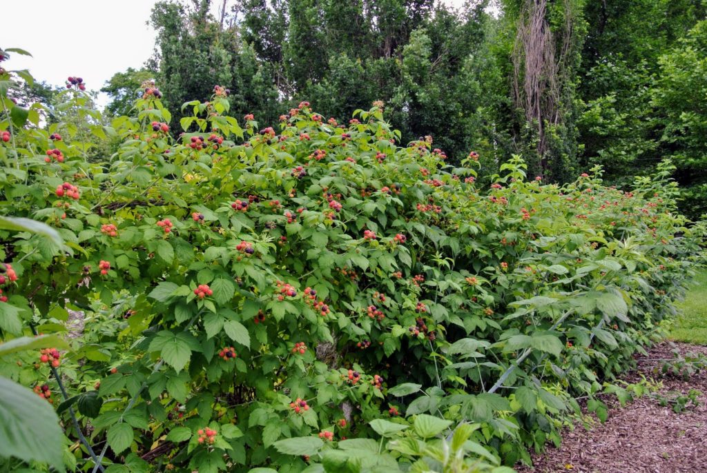 Picking the Season's Raspberries at My Farm - The Martha Stewart Blog
