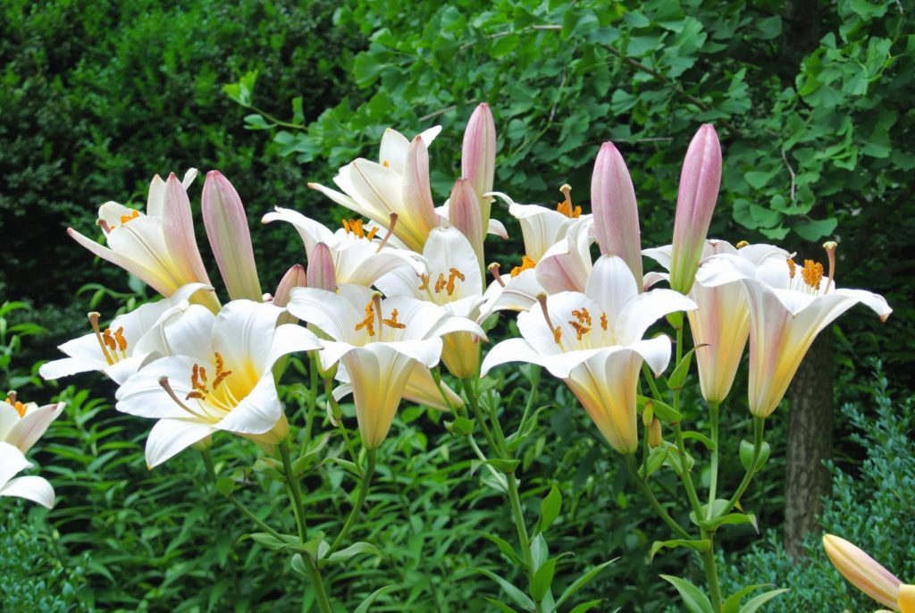 The Martha Stewart Blog : Blog Archive Staking the Lilies in My Summer ...