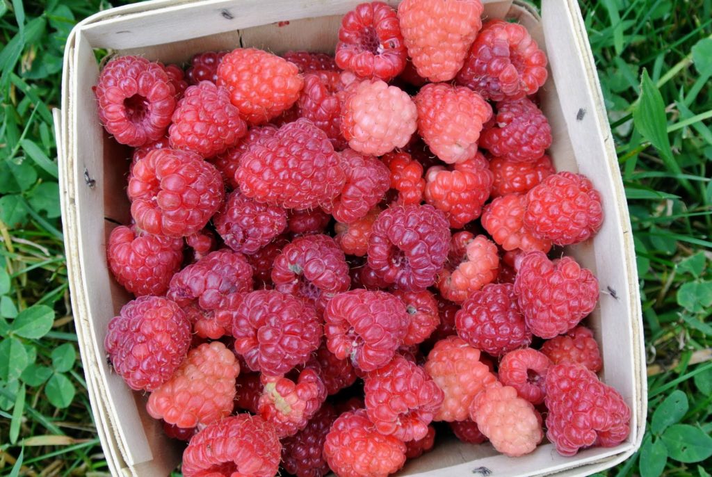 Picking the Season's Raspberries at My Farm - The Martha Stewart Blog