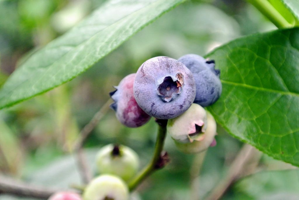 Picking the Season's Blueberries - The Martha Stewart Blog