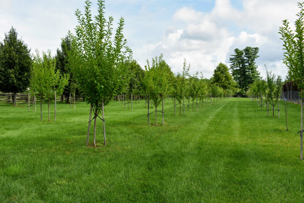 My Growing Orchard - The Martha Stewart Blog