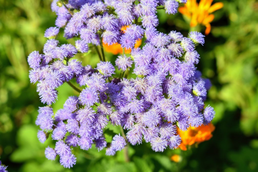 The Martha Stewart Blog : Blog Archive My Flower Garden in August - The ...