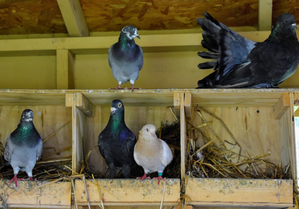 Visiting My Pigeons at the Farm - The Martha Stewart Blog