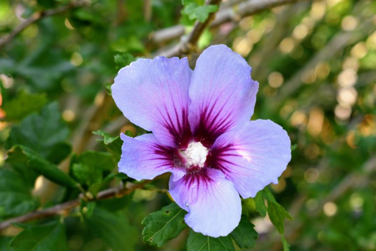 My Flowering Rose of Sharon - The Martha Stewart Blog