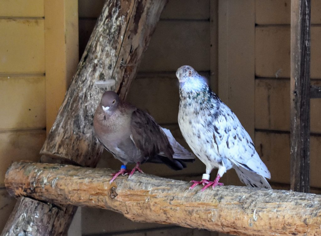 Visiting My Pigeons at the Farm - The Martha Stewart Blog