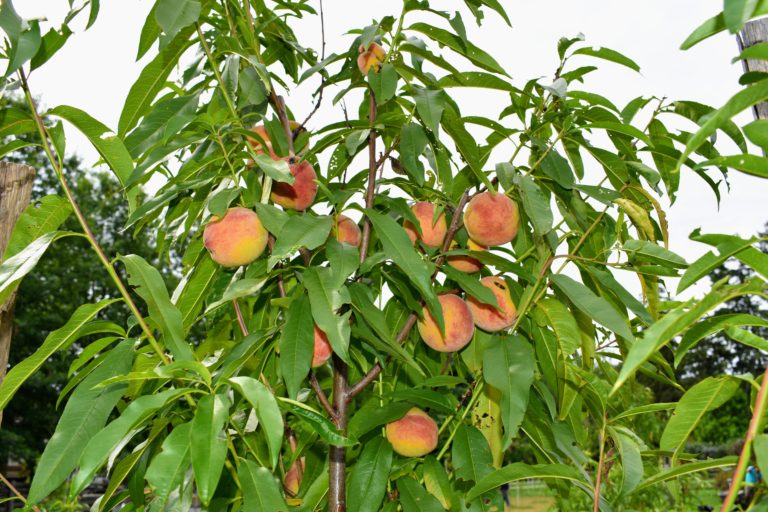 My Growing Orchard - The Martha Stewart Blog
