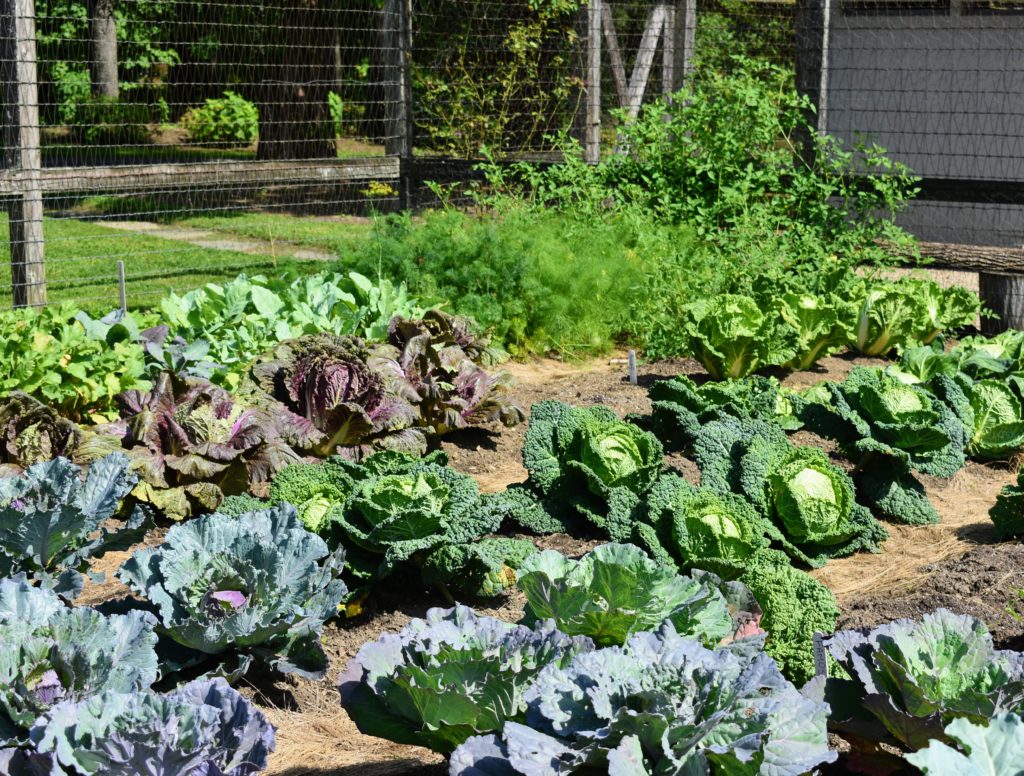 A Big Harvest Before Heading to Skylands - The Martha Stewart Blog