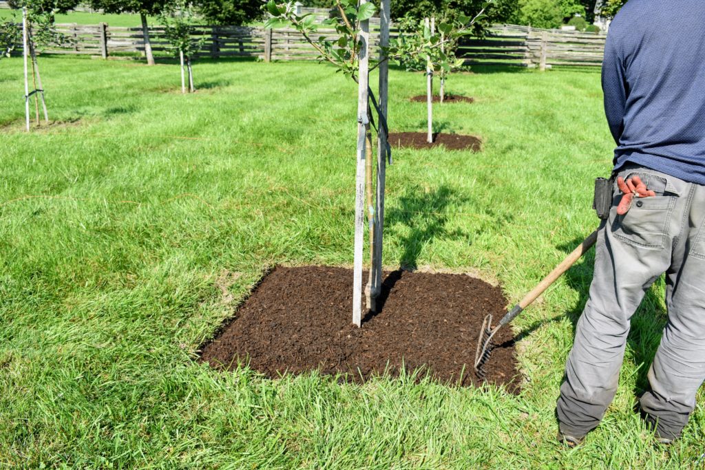 Orchard Maintenance - The Martha Stewart Blog