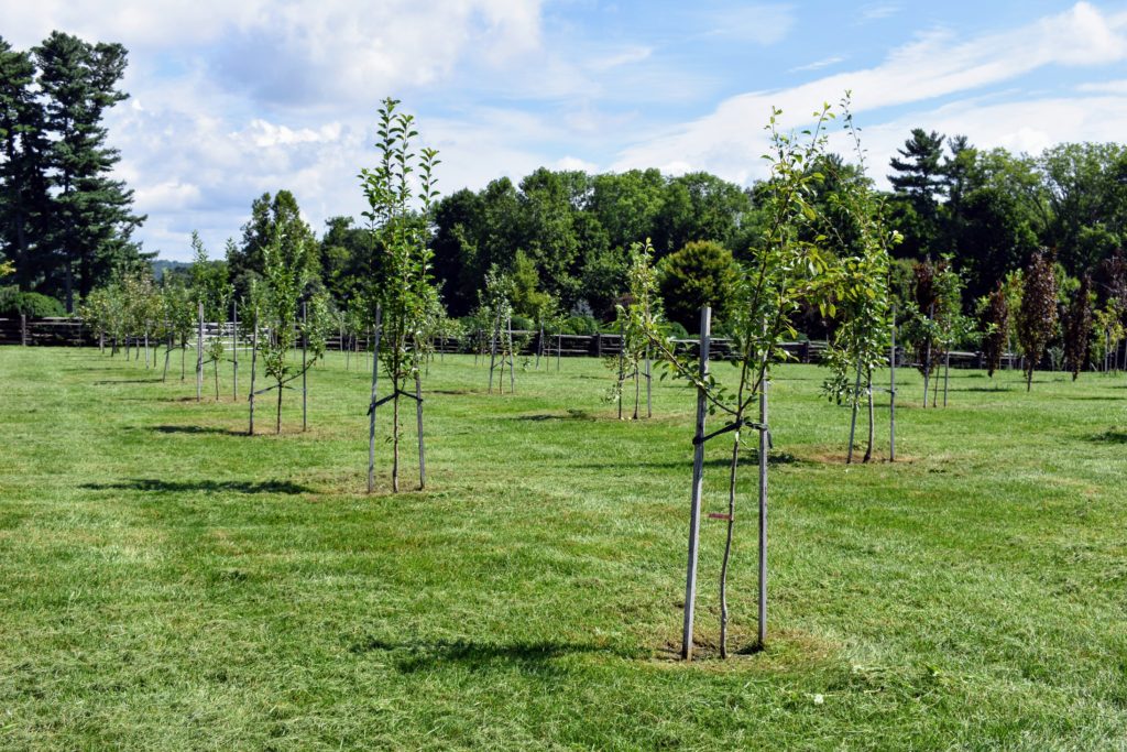 Orchard Maintenance - The Martha Stewart Blog
