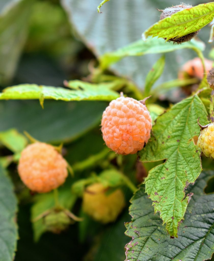 Picking Golden Raspberries - The Martha Stewart Blog