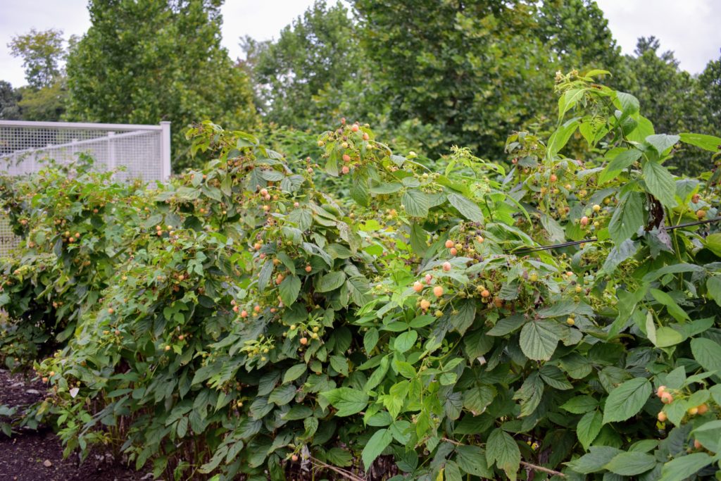 Picking Golden Raspberries - The Martha Stewart Blog
