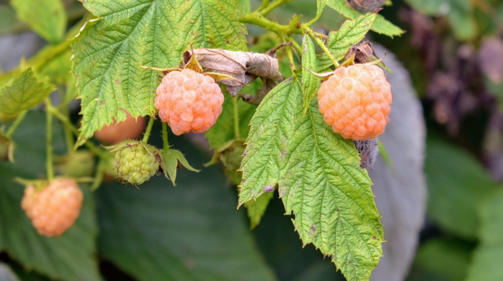 Picking Golden Raspberries - The Martha Stewart Blog