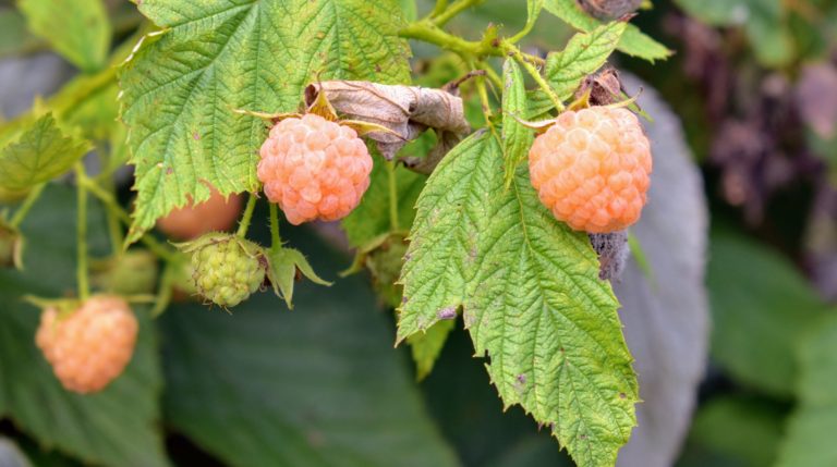 Picking Golden Raspberries - The Martha Stewart Blog
