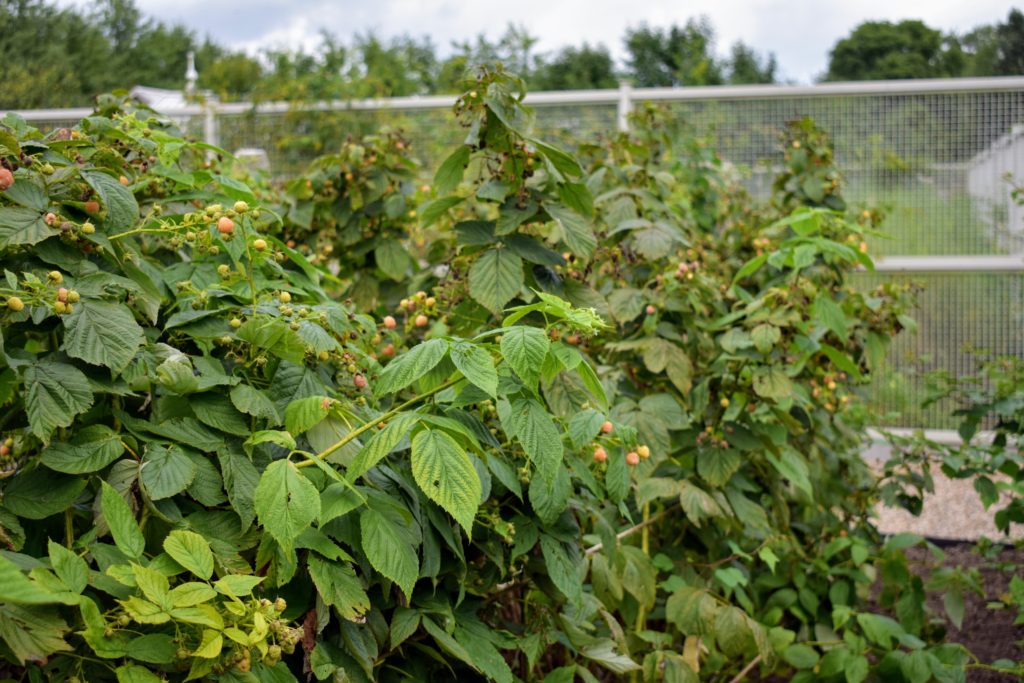 Picking Golden Raspberries - The Martha Stewart Blog