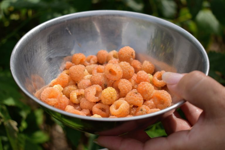 Picking Golden Raspberries - The Martha Stewart Blog