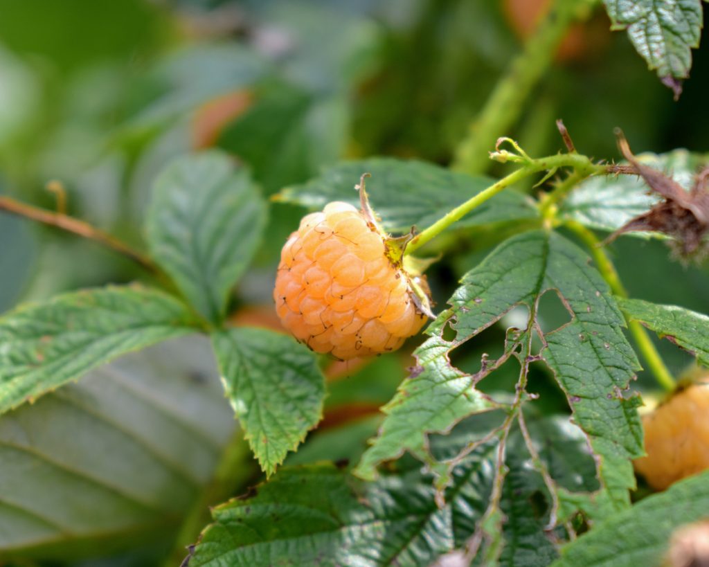 Picking Golden Raspberries - The Martha Stewart Blog