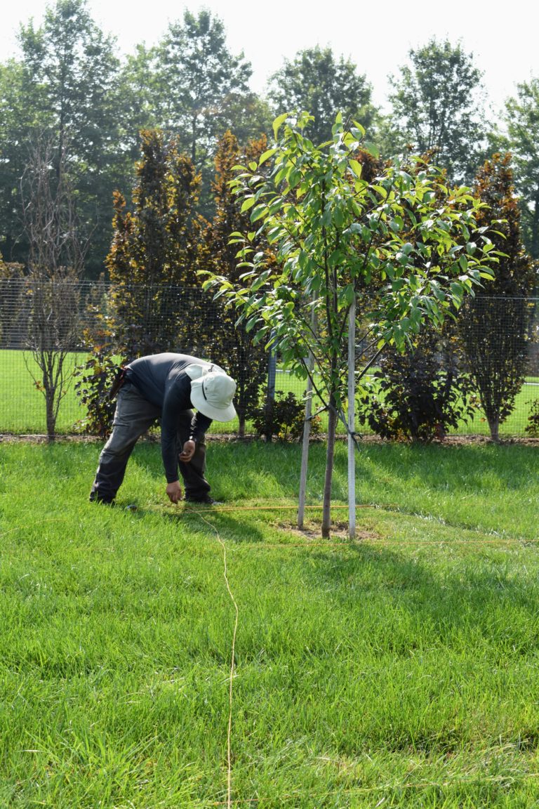 Orchard Maintenance - The Martha Stewart Blog