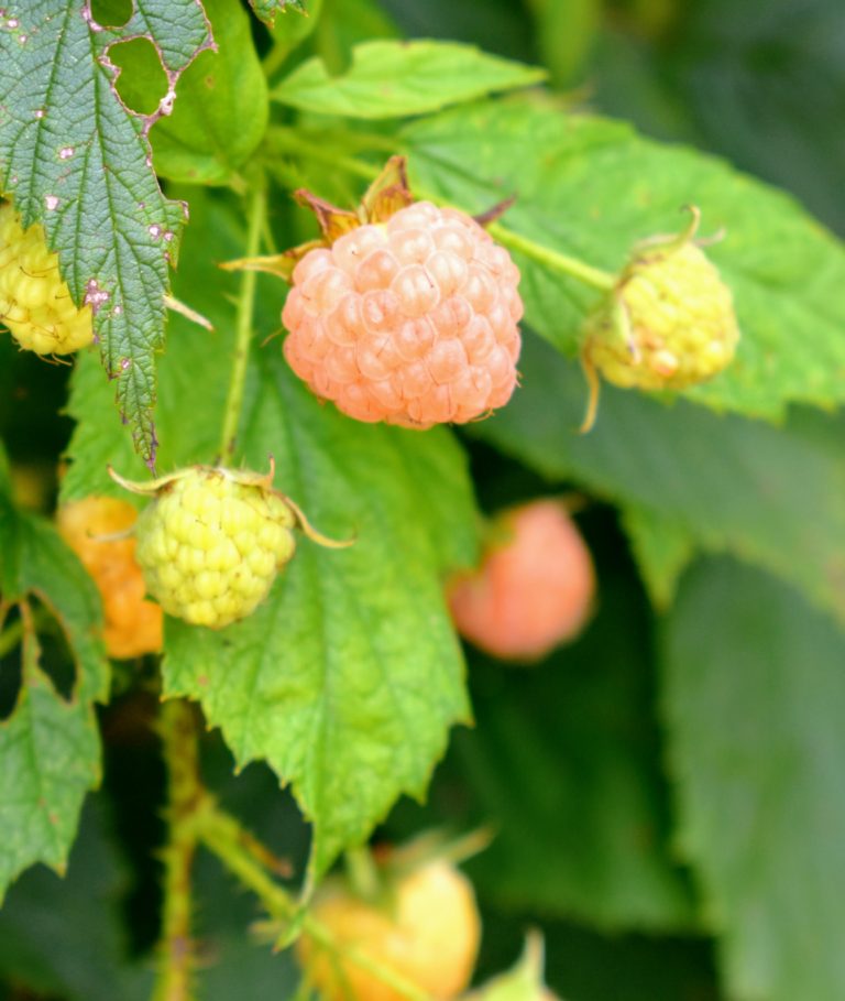 Picking Golden Raspberries - The Martha Stewart Blog