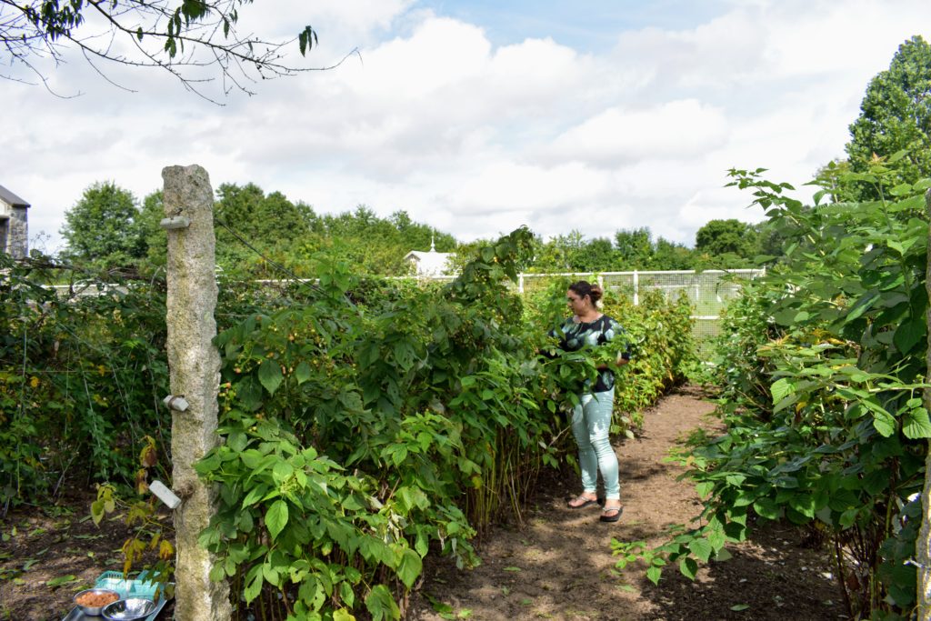 Picking Golden Raspberries - The Martha Stewart Blog