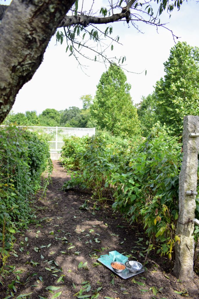 Picking Golden Raspberries - The Martha Stewart Blog