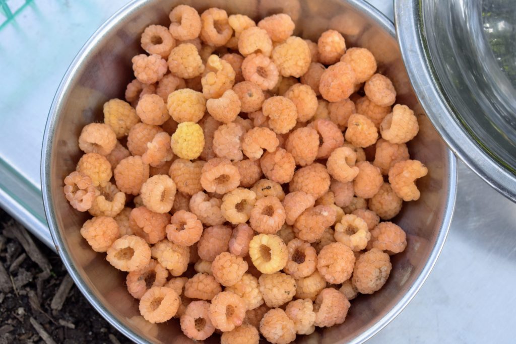 Picking Golden Raspberries - The Martha Stewart Blog