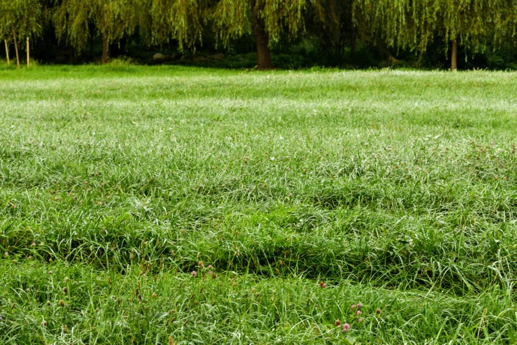 Adding Agricultural Lime to My Hayfields - The Martha Stewart Blog