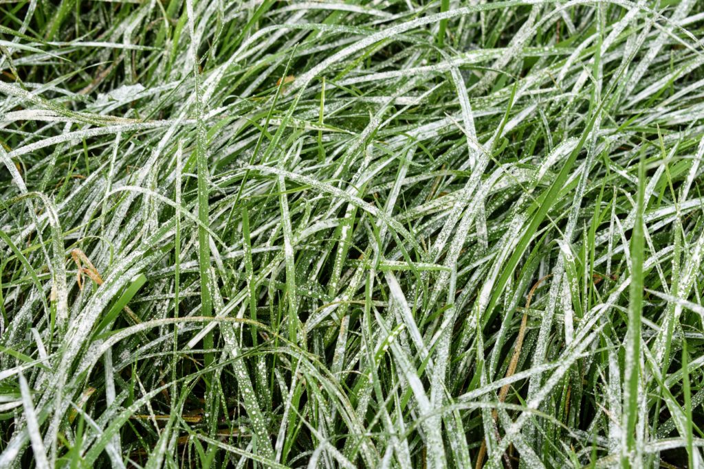 The Martha Stewart Blog : Blog Archive Adding Agricultural Lime to My ...