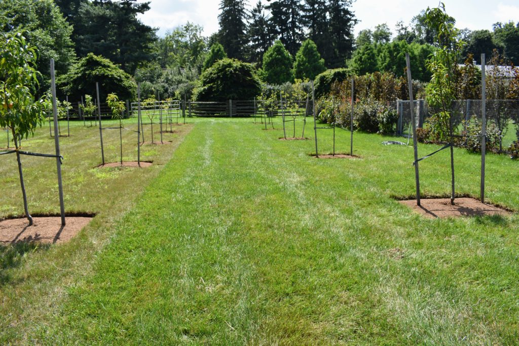 Orchard Maintenance - The Martha Stewart Blog