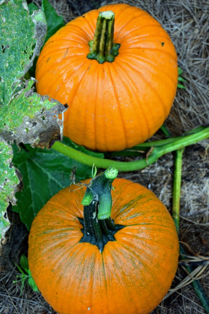 Picking the Season's Pumpkins - The Martha Stewart Blog