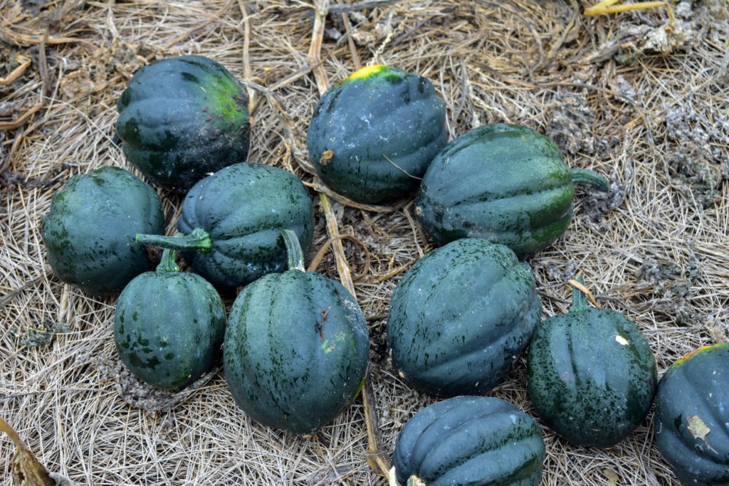 Harvesting the Winter Squash - The Martha Stewart Blog