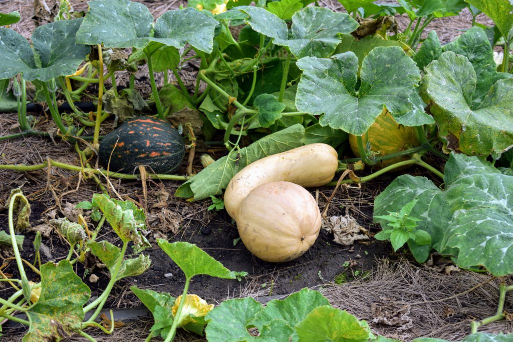 Harvesting the Winter Squash - The Martha Stewart Blog