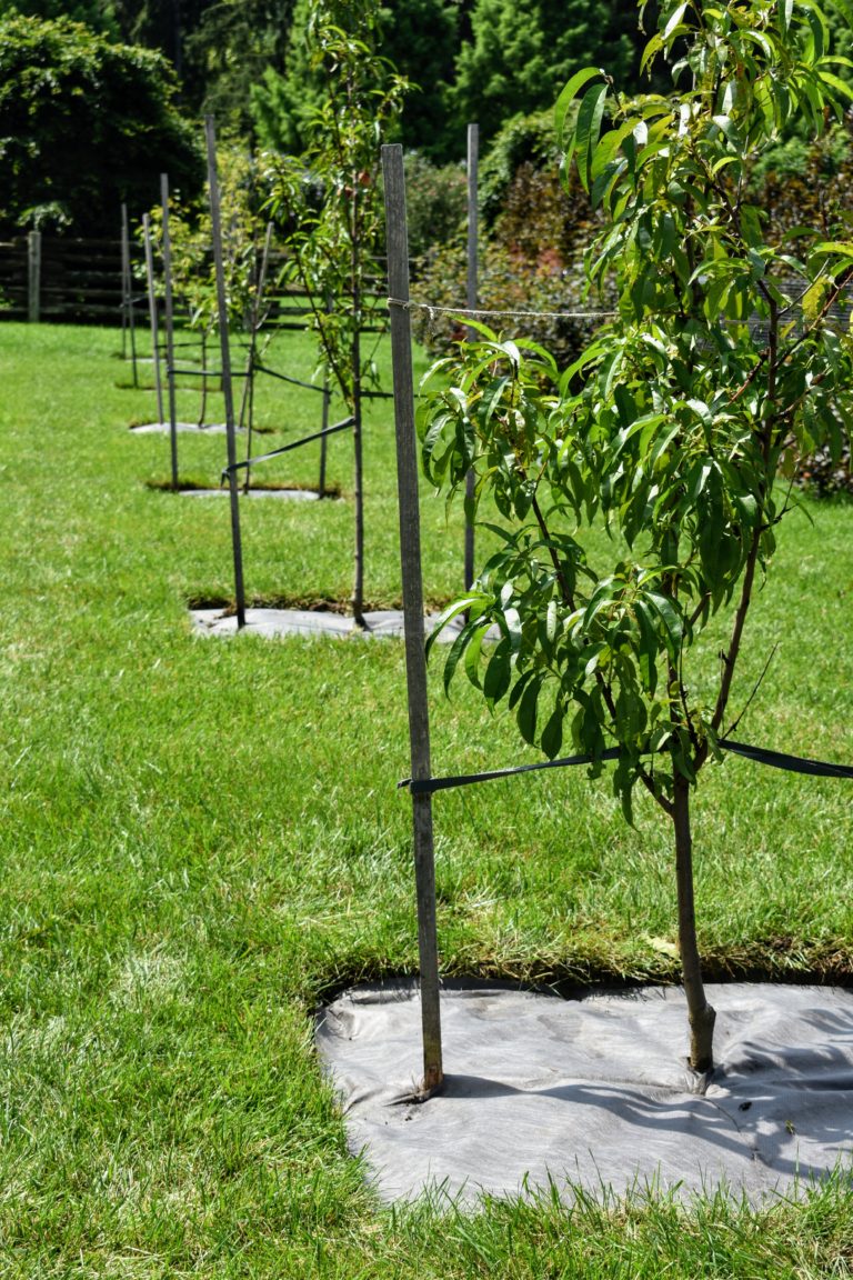 Orchard Maintenance - The Martha Stewart Blog