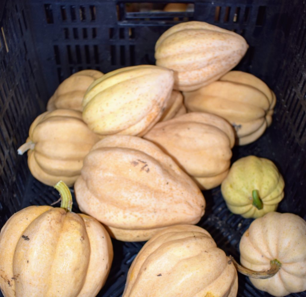 Harvesting the Winter Squash - The Martha Stewart Blog