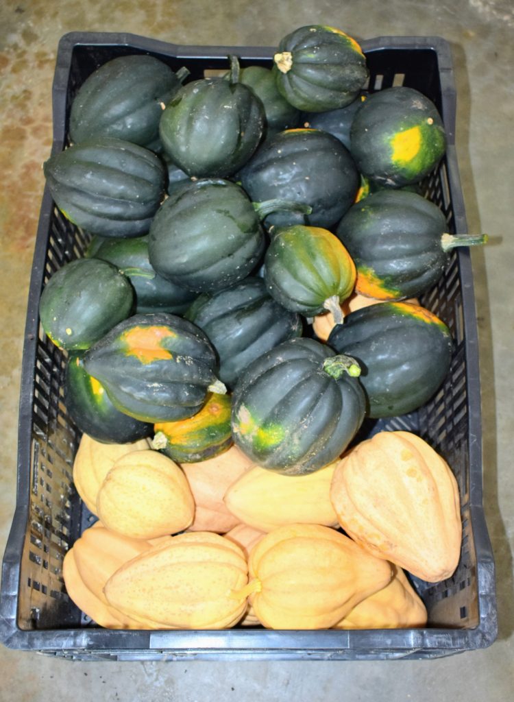 Harvesting the Winter Squash - The Martha Stewart Blog