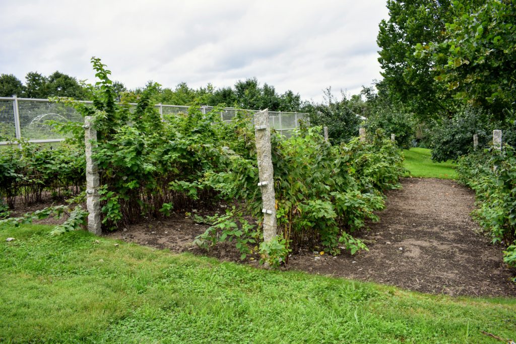 Picking Golden Raspberries - The Martha Stewart Blog