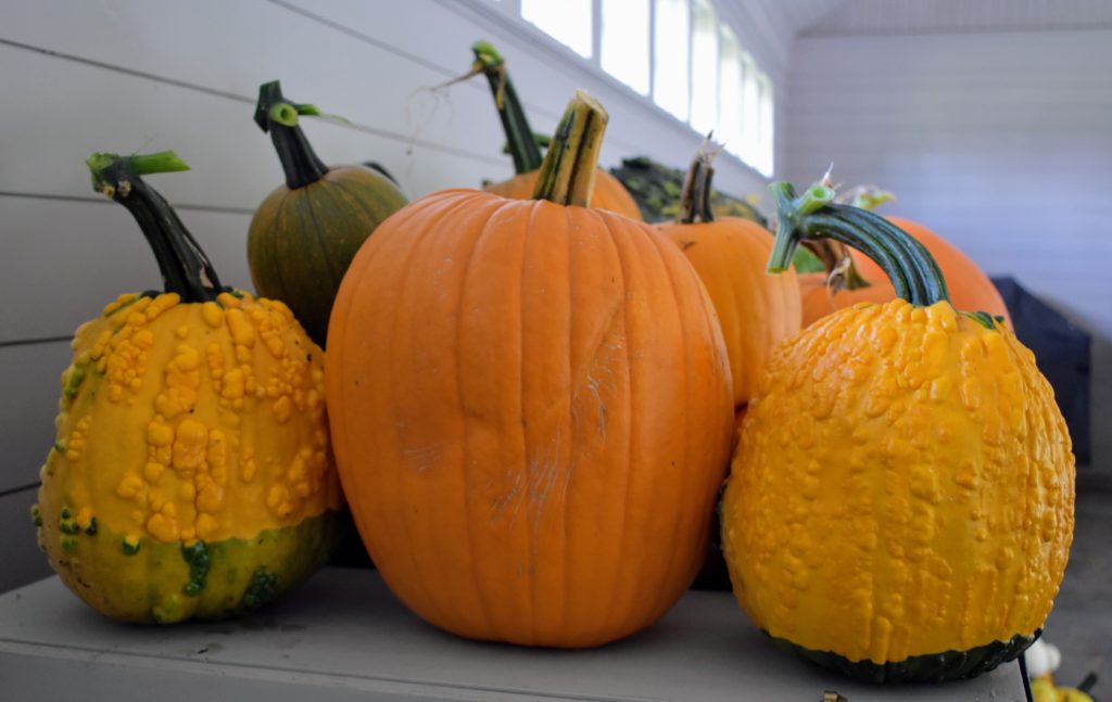 Picking the Season's Pumpkins - The Martha Stewart Blog