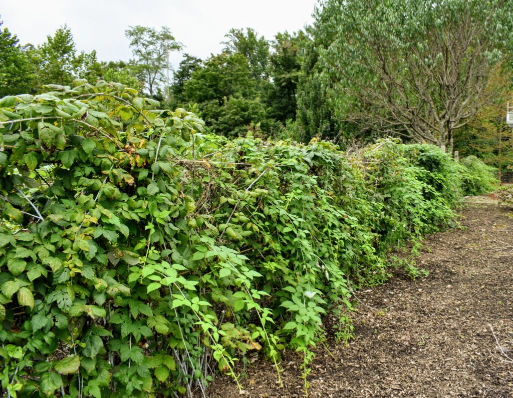 Picking Golden Raspberries - The Martha Stewart Blog