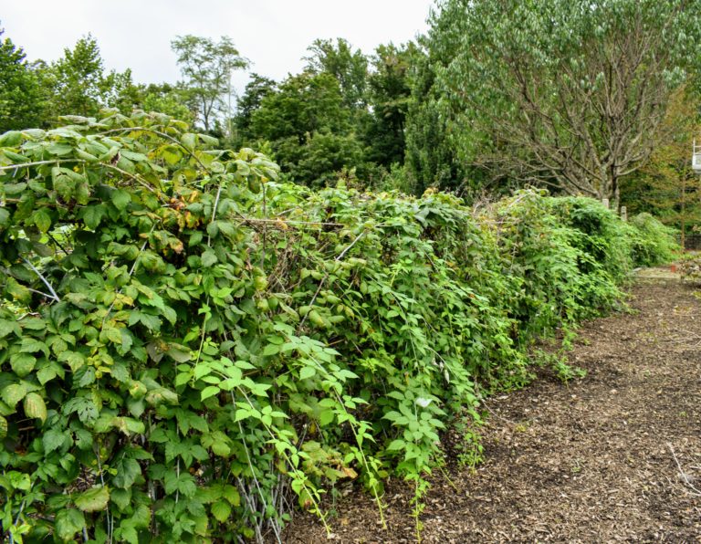 Picking Golden Raspberries - The Martha Stewart Blog