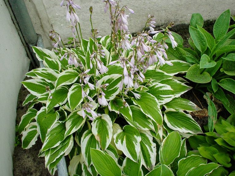 Potting Hundreds of Bare Root Hosta Plants - The Martha Stewart Blog
