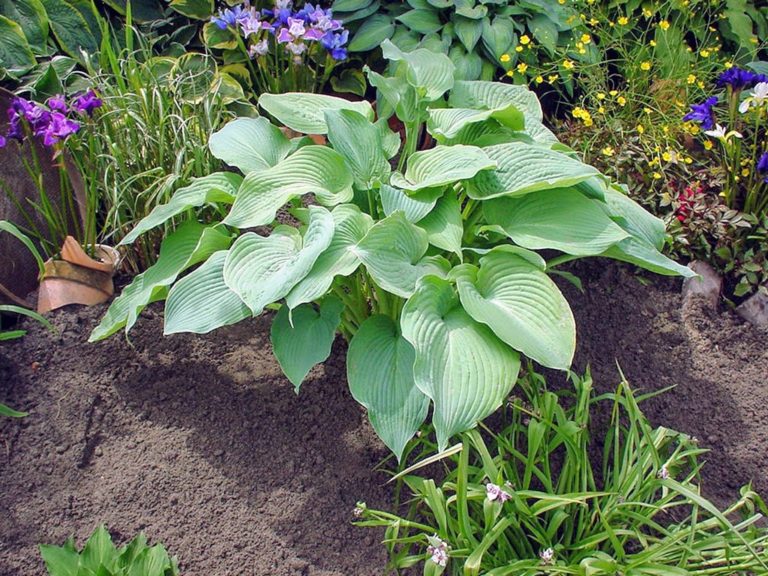Potting Hundreds of Bare Root Hosta Plants - The Martha Stewart Blog