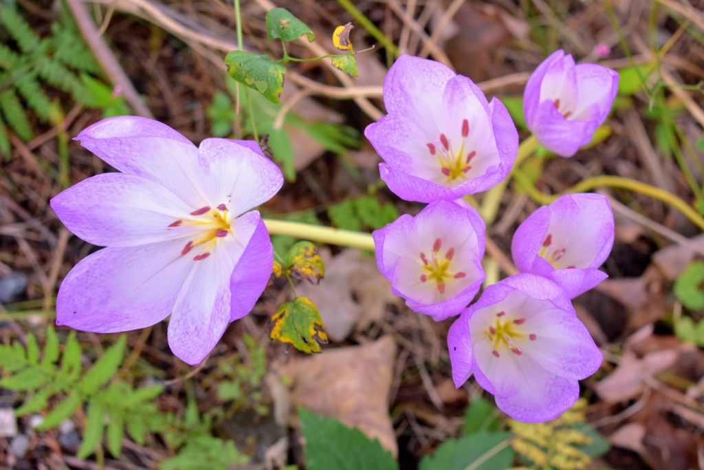 Autumn-Blooming Colchicum - The Martha Stewart Blog