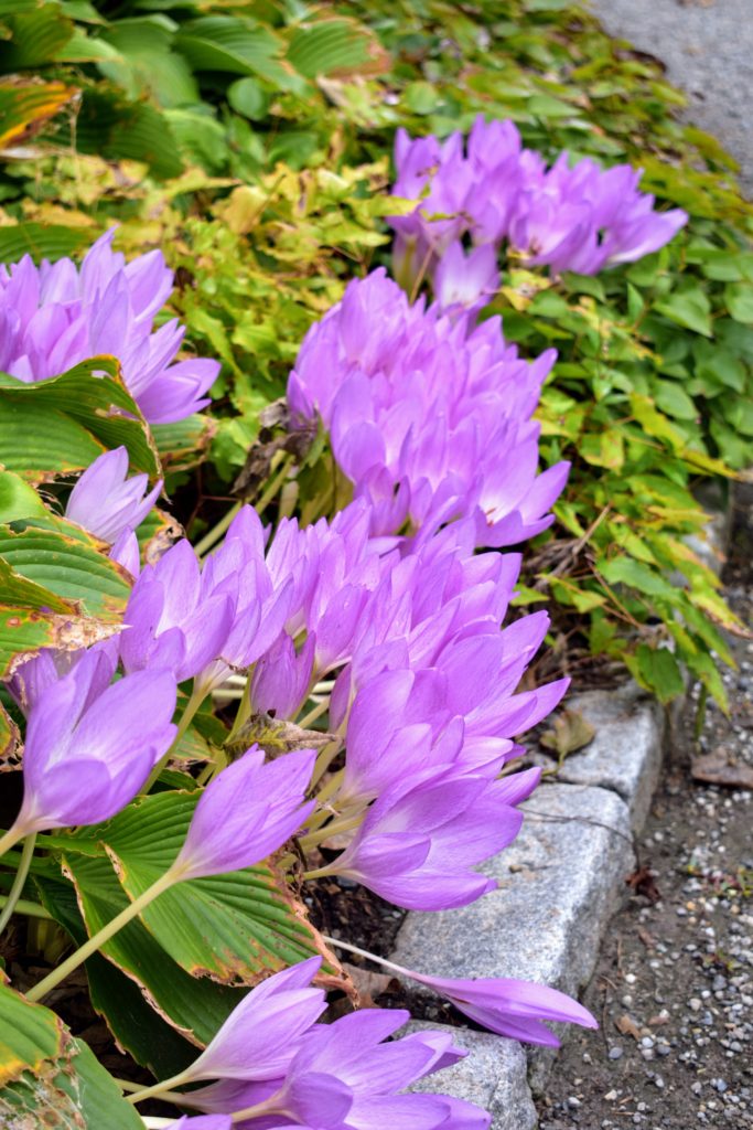 Autumn-Blooming Colchicum - The Martha Stewart Blog
