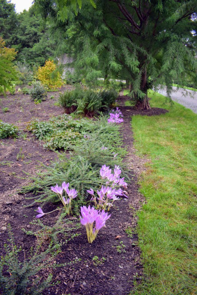 Autumn-Blooming Colchicum - The Martha Stewart Blog