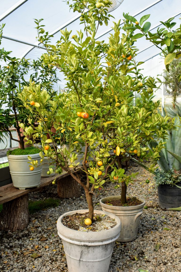 The Martha Stewart Blog : Blog Archive Storing My Citrus Collection ...