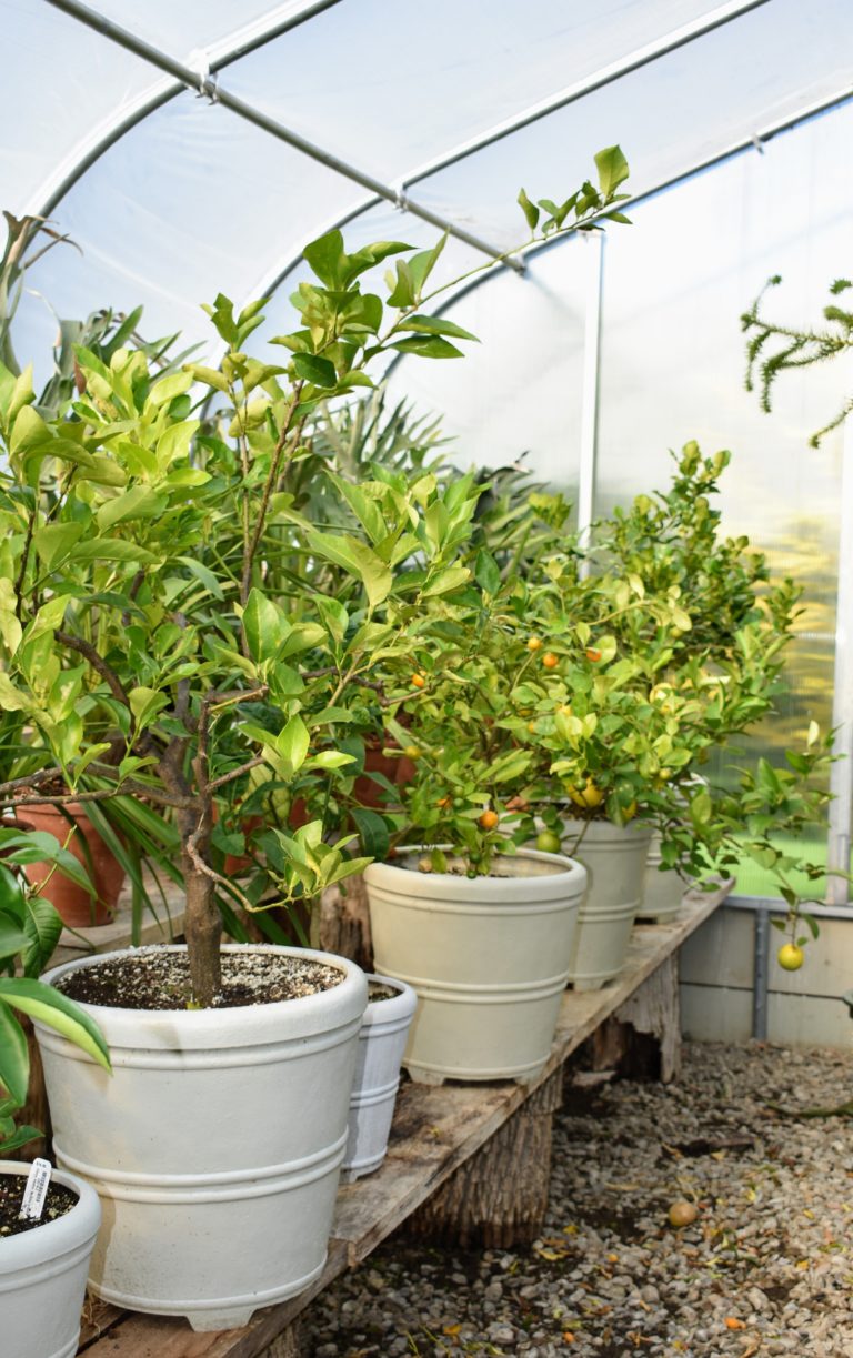 The Martha Stewart Blog : Blog Archive Storing My Citrus Collection ...