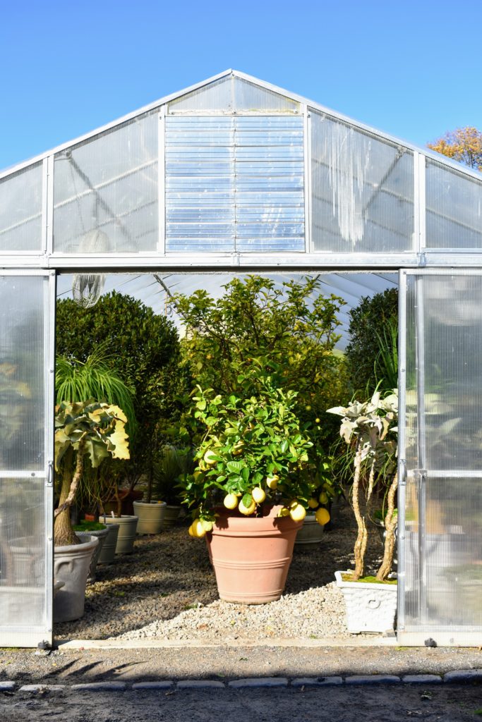 The Martha Stewart Blog : Blog Archive Storing My Citrus Collection ...