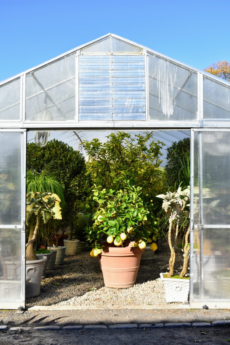 The Martha Stewart Blog : Blog Archive Storing My Citrus Collection ...