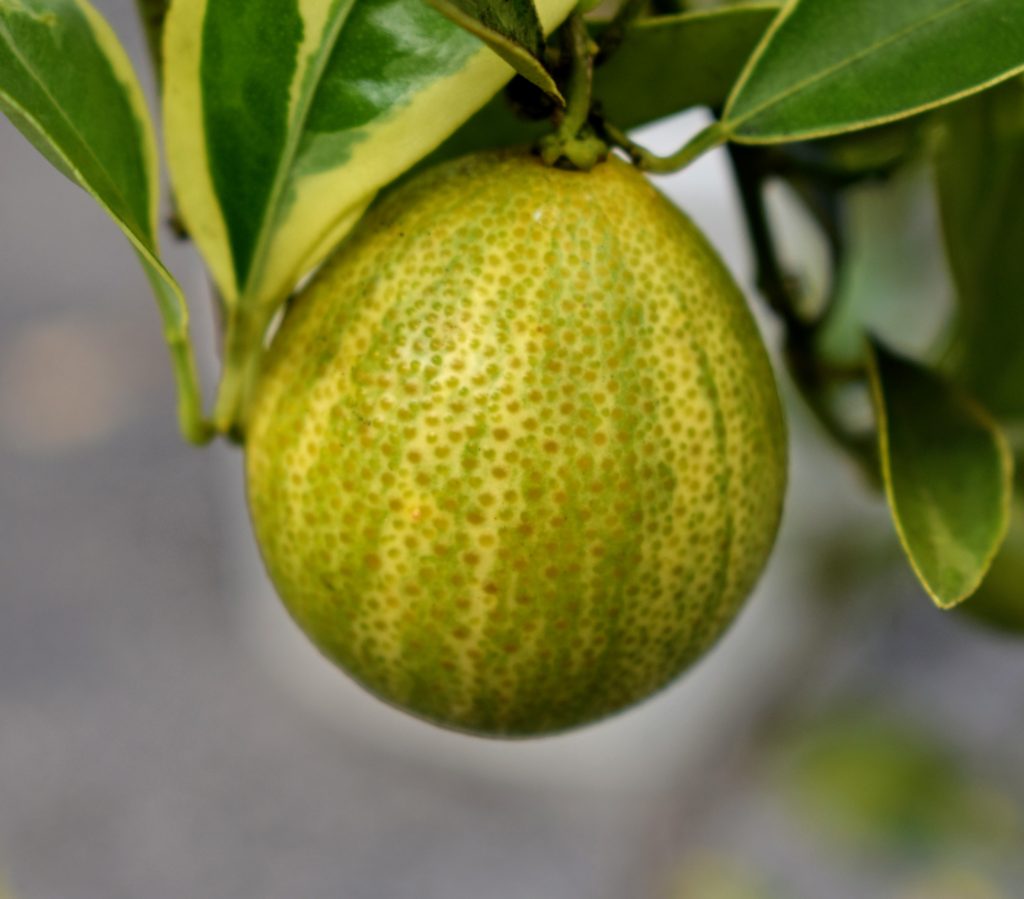Repotting Citrus in My Planters from QVC - The Martha Stewart Blog